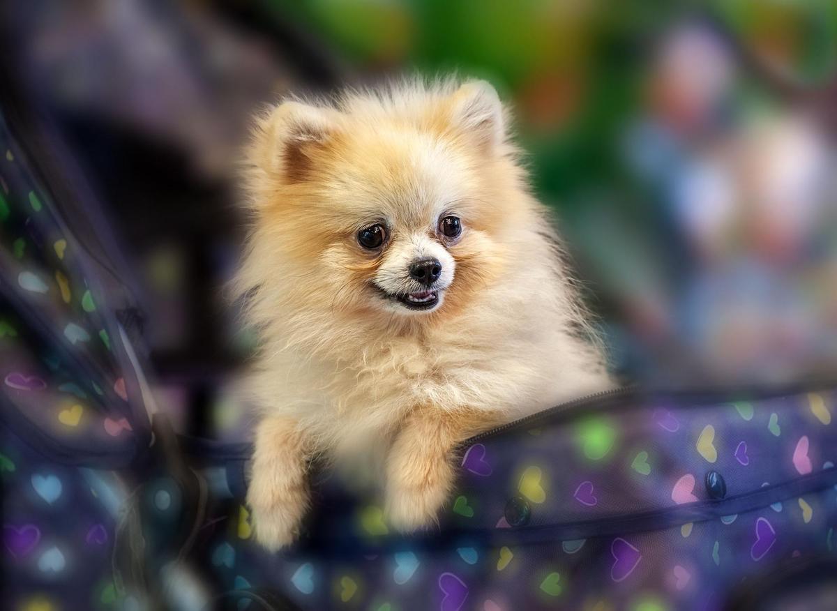 Pomeranian Köpek Cinsi - PatiGram
